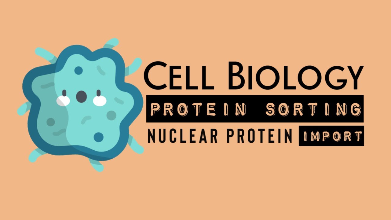 Nuclear protein Import | Protein sorting | Cell Biology - YouTube