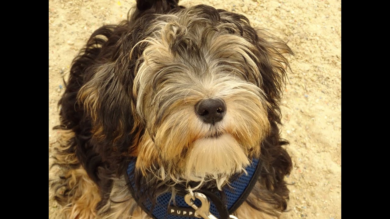 Rhett - Lucas Terrier Puppy - 4 Week Residential Dog Training at ...