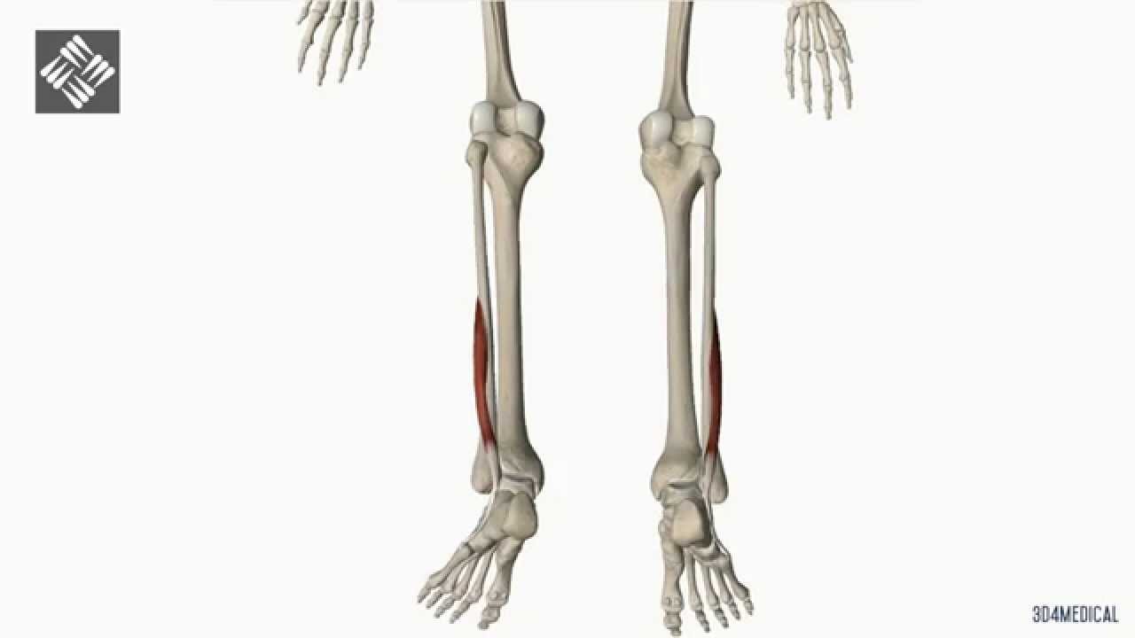 Origen E Inserción Del Peroneo Largo