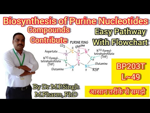 Biosynthesis of Purine Nucleotides | IMP, AMP & GMP | Biochemistry | BP203T | L~49