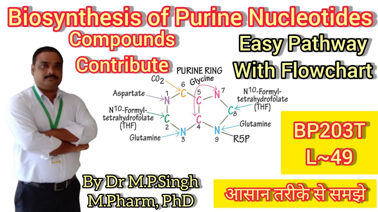 Biosynthesis of Purine Nucleotides | IMP, AMP & GMP | Biochemistry ...