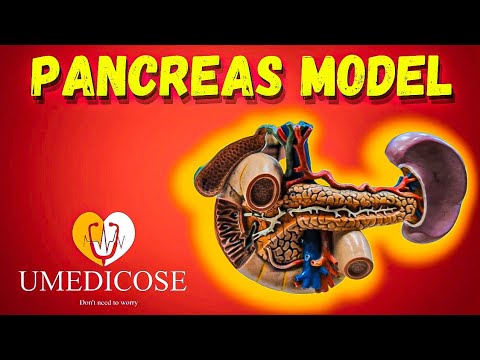 The Weirdest Organ in Your Body - YouTube