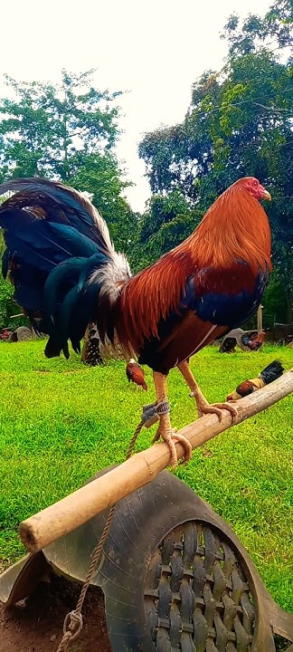 #BL GAME FARM PANG DIGMA WPC BANDED #SHORTVIDEO - YouTube