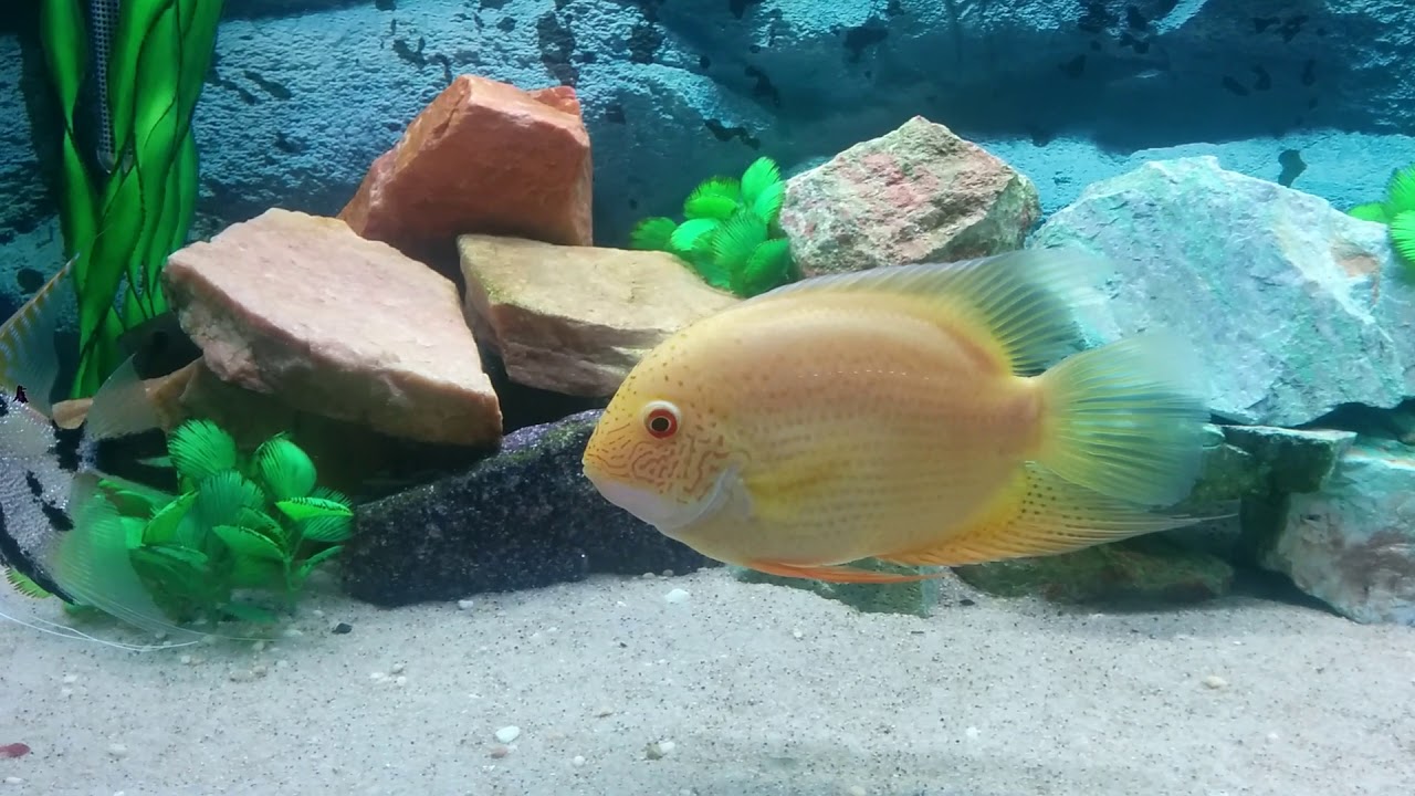 SEVERUMS GOLDEN AND GREEN ADULTS - YouTube