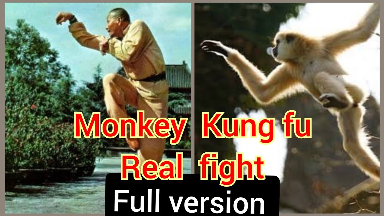 Monkey Kung fu: Real fight (FULL VERSION)/ Real Kung fu fight: EP 26 #fighting #monkeyking # ...