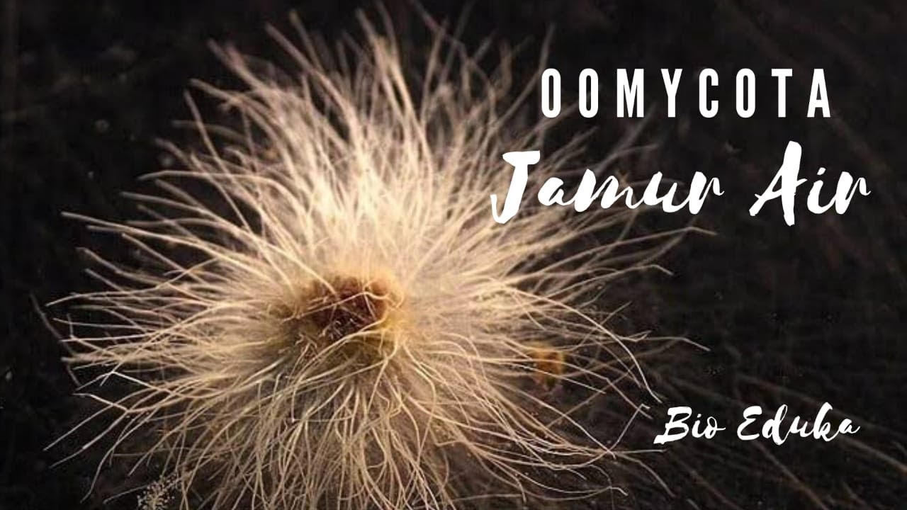 Oomycota | Jamur Air | Protista Mirip Jamur - YouTube