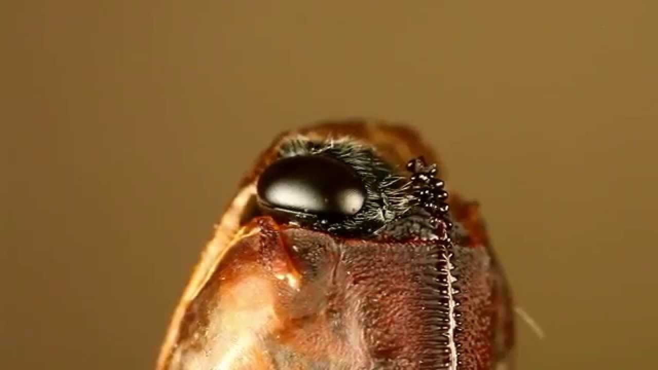 Ichneumonid wasp emerging from pupa (Pimpla disparis, Ichneumonidae ...