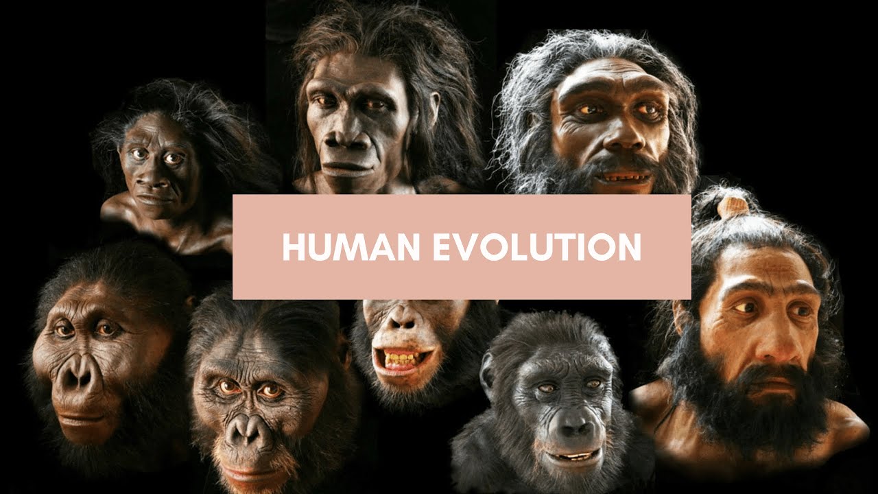 Fascinating Facts about Human Evolution - YouTube