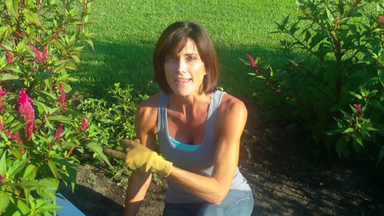 Gardening Tips - YouTube