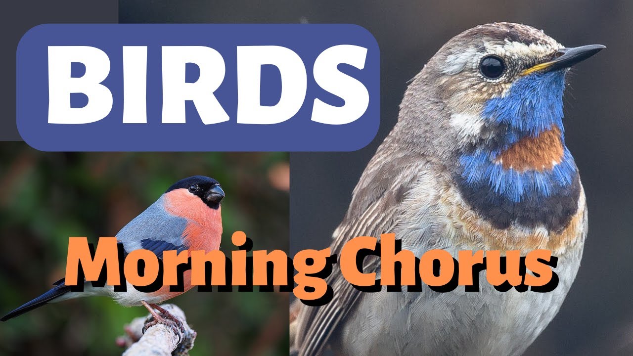 Birds - Morning Chorus - Bird song, Bird Call, Bird sounds. NATURE ...