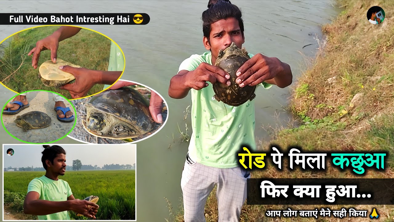 Morning Me Mila Road Pe Kachhuaa 🐢| कछुए की बचाई जान - YouTube