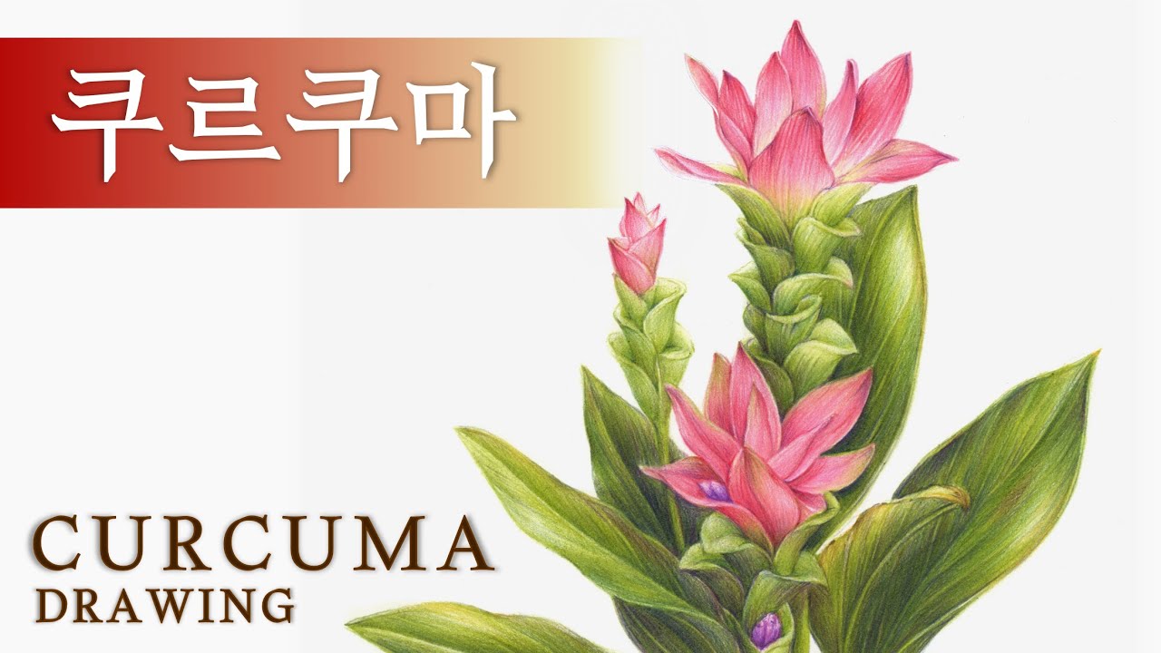매혹에 이끌린 사랑 고백의 꽃 | 쿠르쿠마 색연필 꽃드로잉 | Curcuma Flower Drawing - YouTube