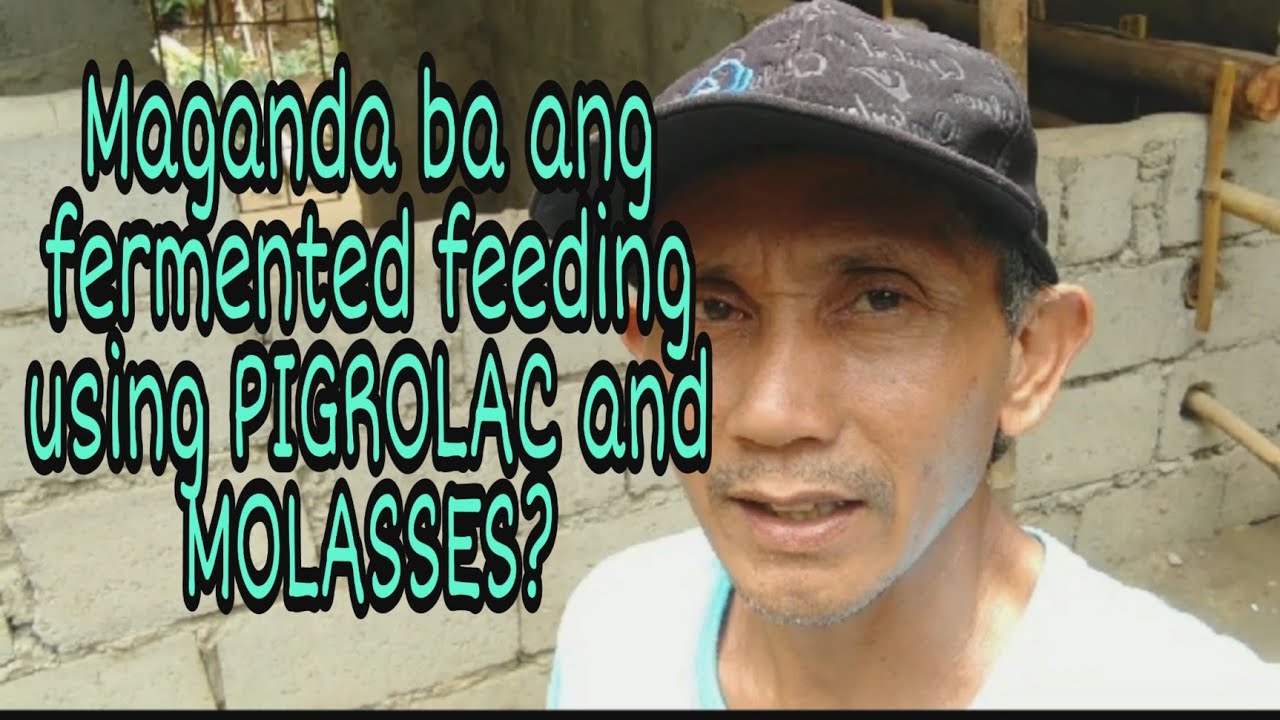 Fermented Feeding using PIGROLAC + Blackstrap Molasses | step by step ...