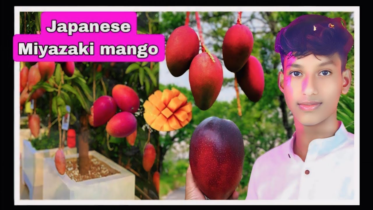 Japanese Miyazaki Mango Plant | World's Most Expensive 100% Original ...