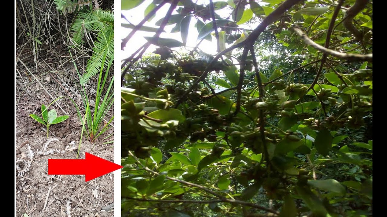 How to cut anise cuttings to grow young roots and sprout anise fruit ...