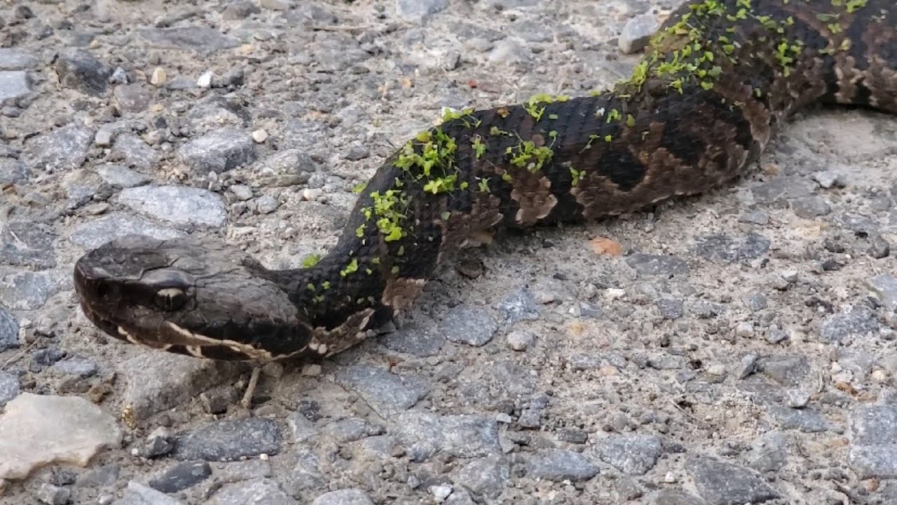 Snake Road, Illinois - Cottonmouths Everywhere - YouTube