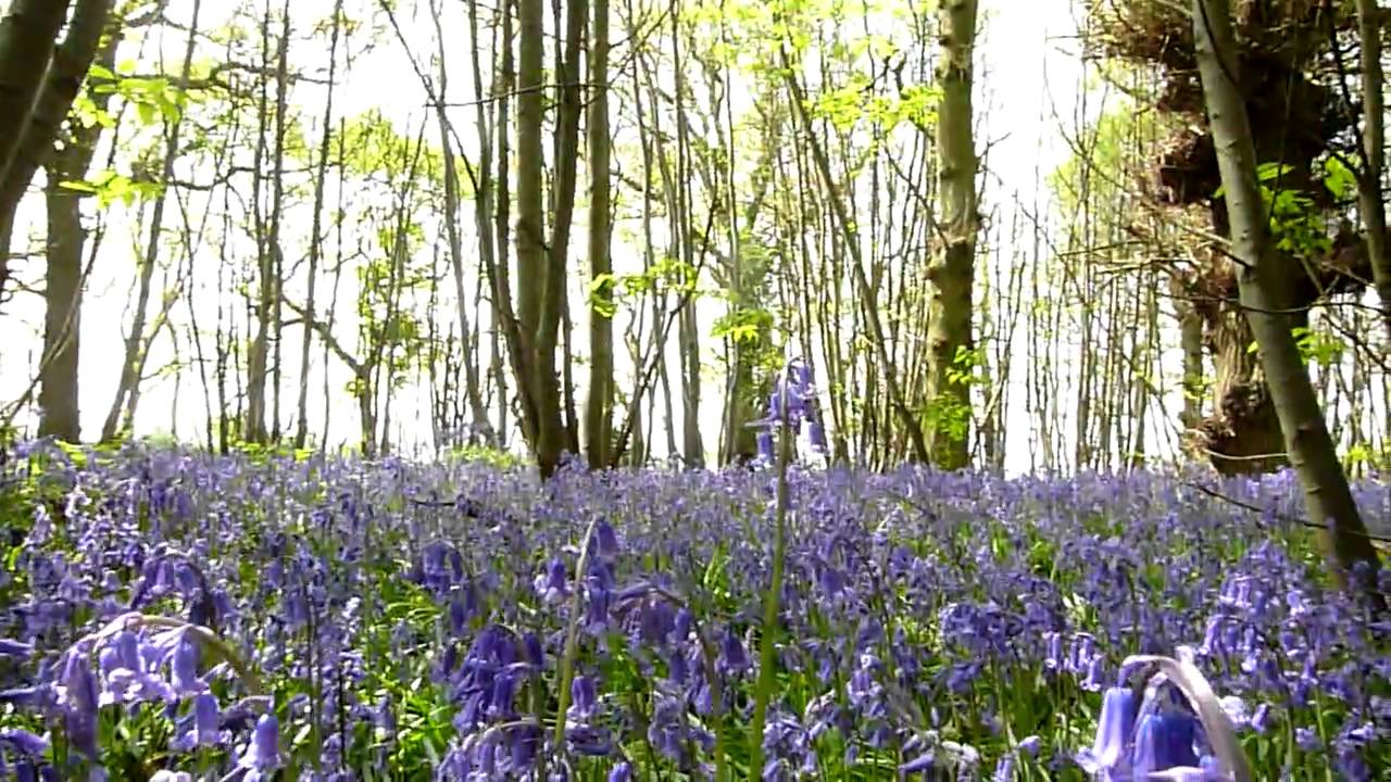 BLUEBELL WOODS . A PERFECT DAY IN ENGLISH COUNTRYSIDE SPRING FLOWERS IN ...