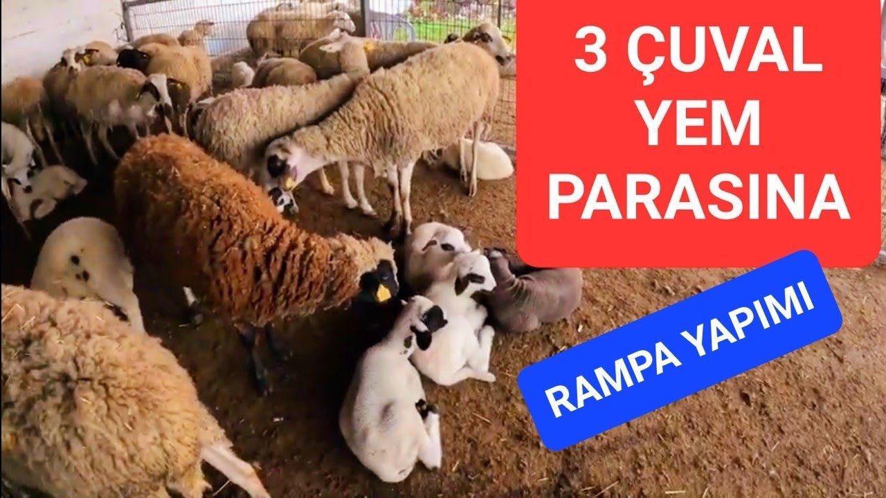KÜÇÜKBAŞ HAYVAN PAZARI & DANA TARTIMI İÇİN RAMPA YAPIMI & ÇİFTLİK ...