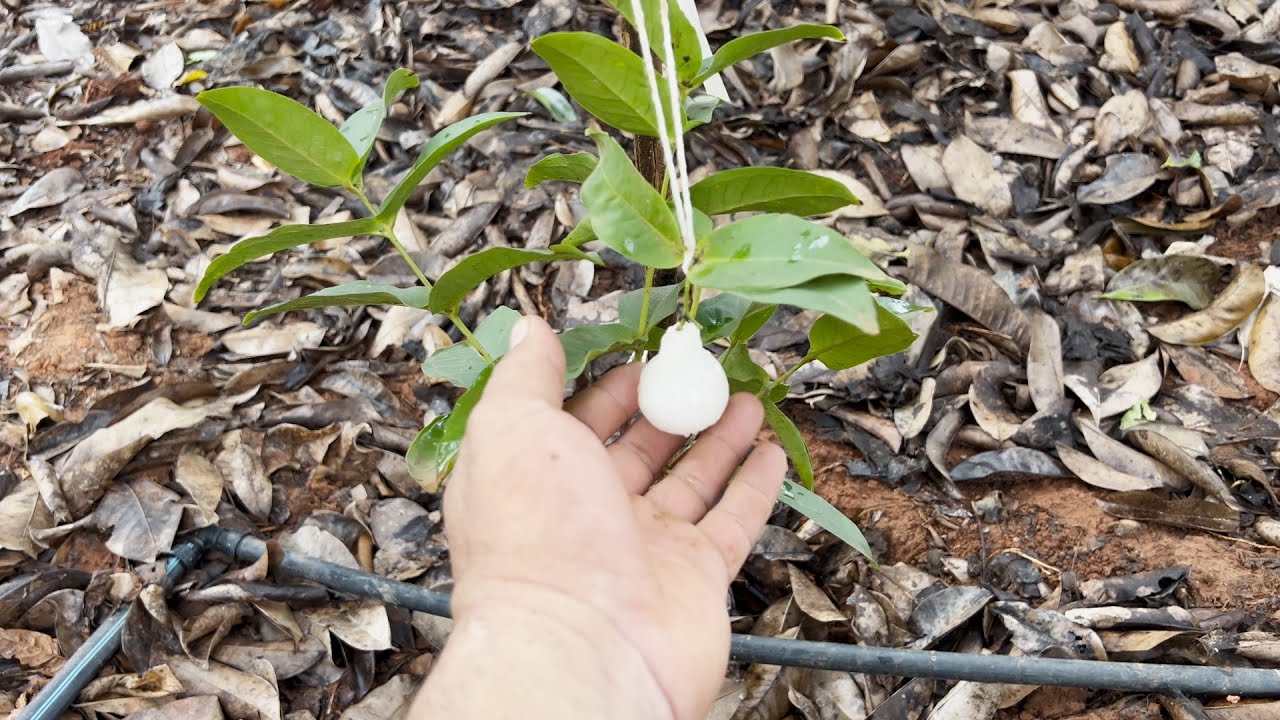 Colheita e degustação do Jambo Branco - YouTube