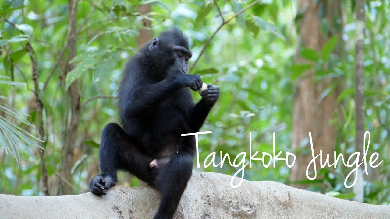 TANGKOKO NATURE RESERVE WILDLIFE - walk on the wild side of North ...