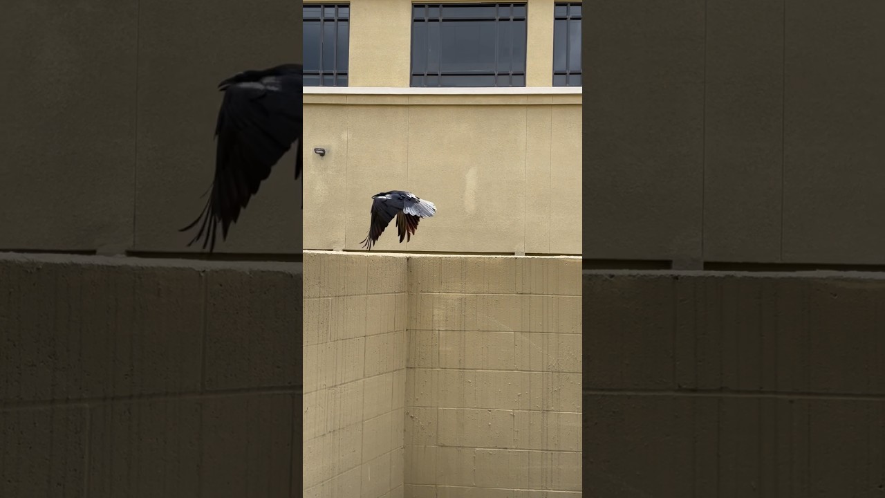 Majestic Crow #corvid #crows #crow #thestand - YouTube