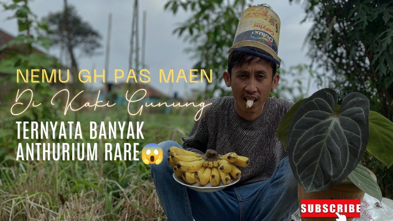 Nemu Anthurium Rare Di GH Kaki Gunung😱 Yakin Konten Kali Ini Kalian Di ...