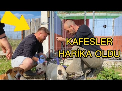 Köpek Kafeslerine Tadilat Yaptık HARİKA OLUYOR!