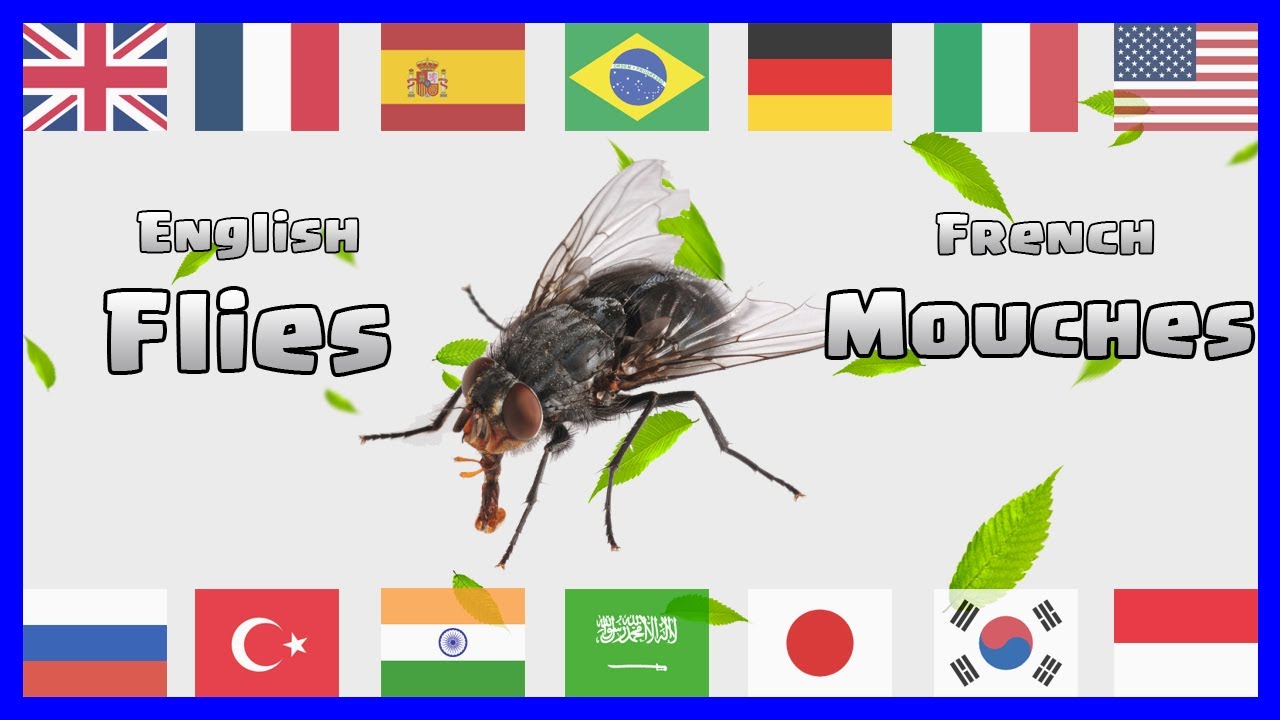 Flies in different languages - YouTube