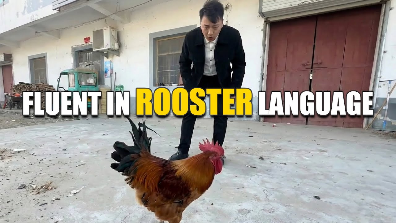 Chicken Troll Special | Rooster Sound Prank on Farm Chickens & Geese 😂🐔 ...