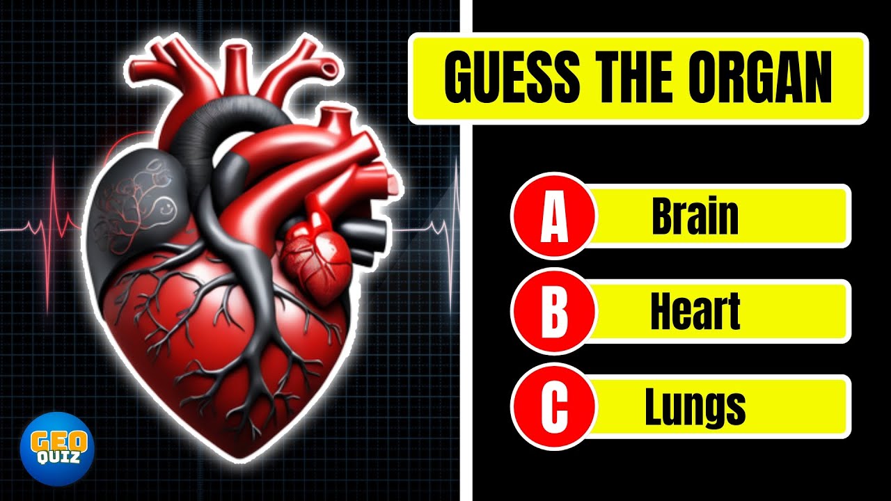 How Many Human Body Parts Can You Guess? - YouTube