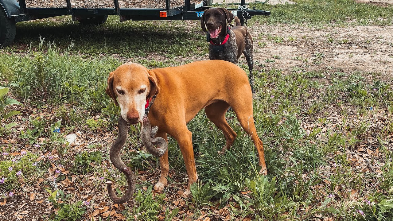 Our dogs saved us from this! - YouTube