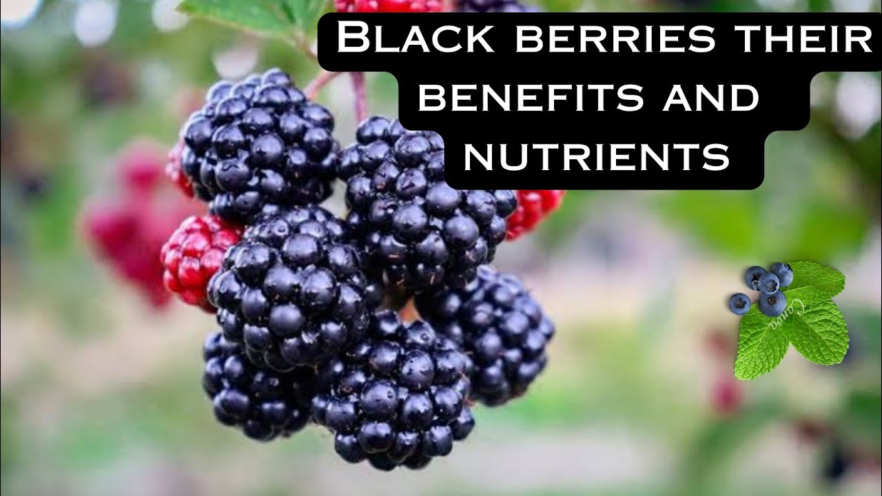 Blackberries || Their Benefits And Nutrients || In Detail || - YouTube