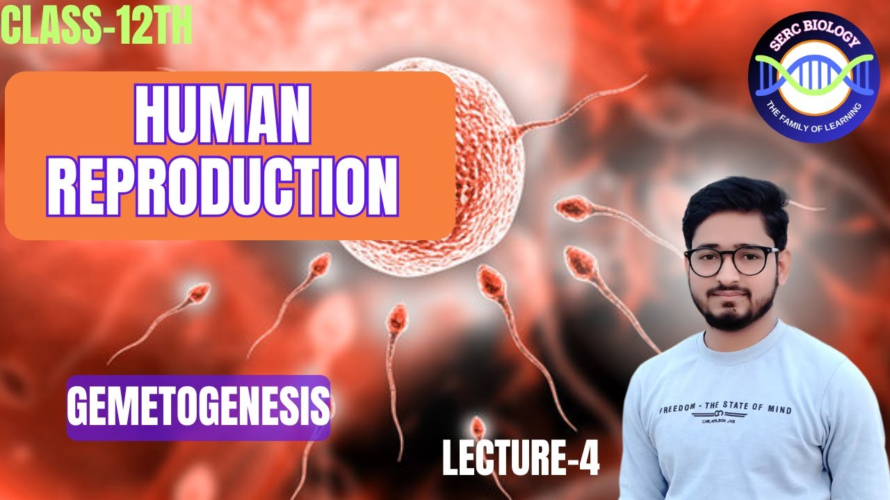 human reproduction class 12 |lec-4| @SERCnet - YouTube