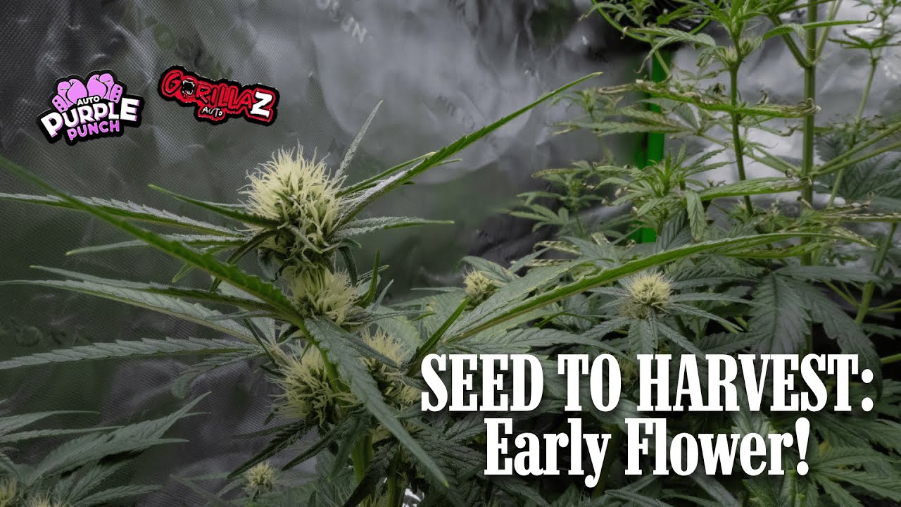 Seed To Harvest Part 4! Autoflower Early Flower Stage, THIS PLANT IS ...