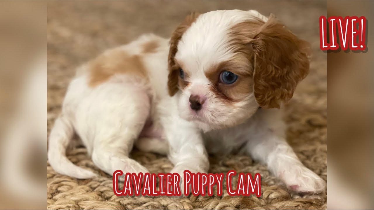 Robin’s Cavalier Puppies Livestream - YouTube