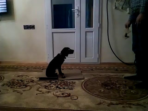 Ov iti təlimi. Aport  Hissə 3 (gətir kamandası)