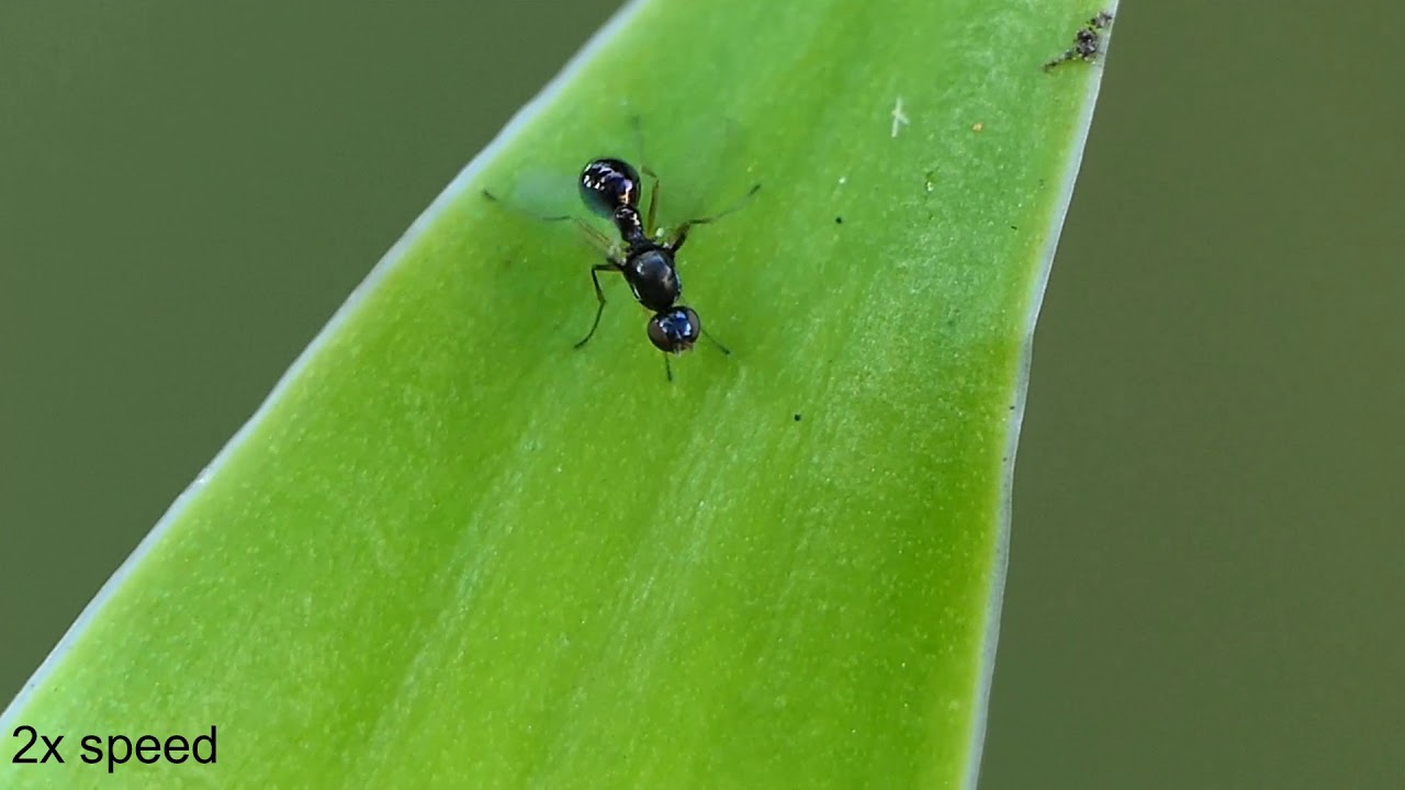 Ant mimic Sepsid Fly Preening Itself - YouTube