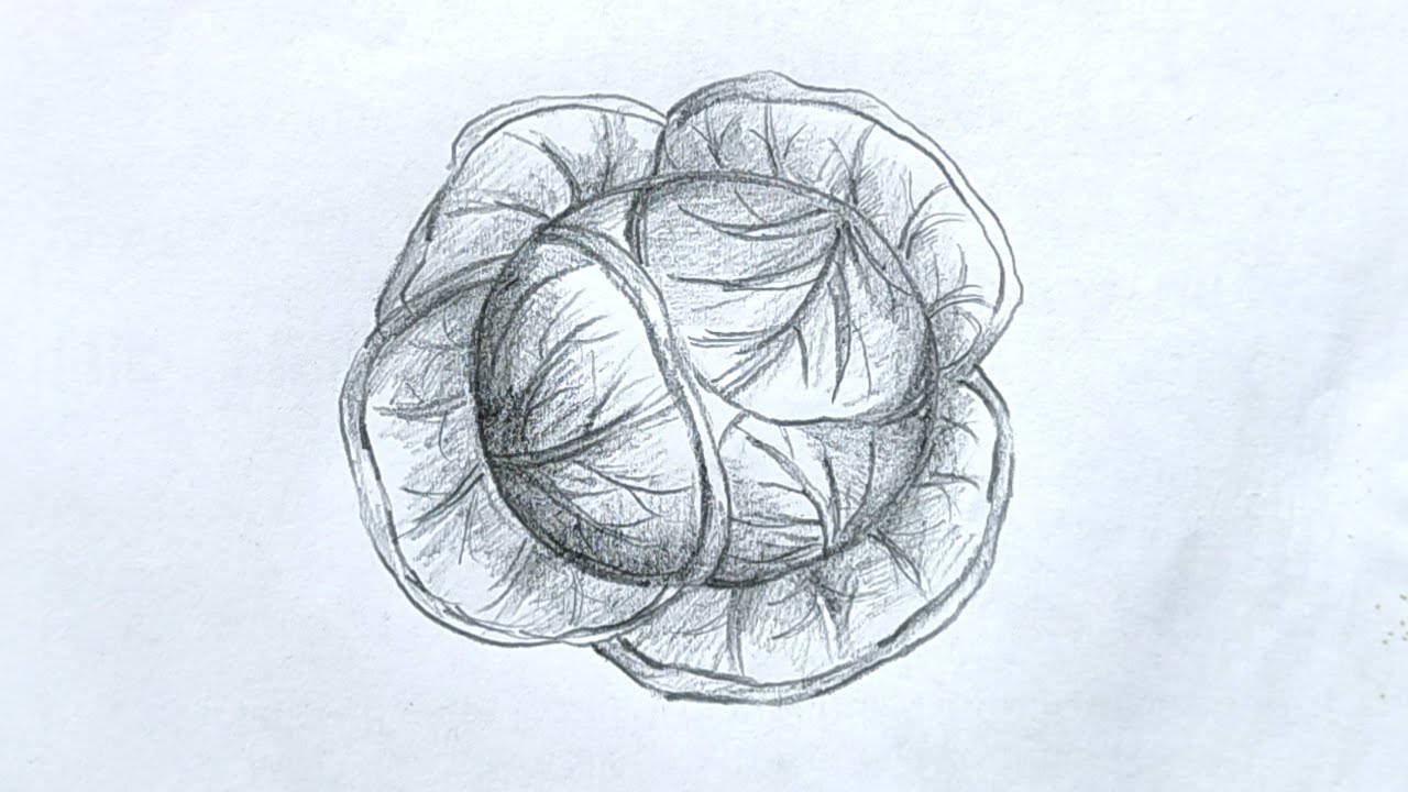 Cabbage drawing easy/how to draw cabbage/cabbage drawing for beginner ...