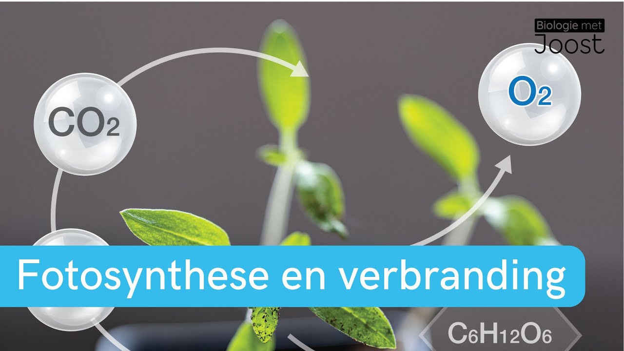 Fotosynthese en verbranding | Samenvatting - YouTube