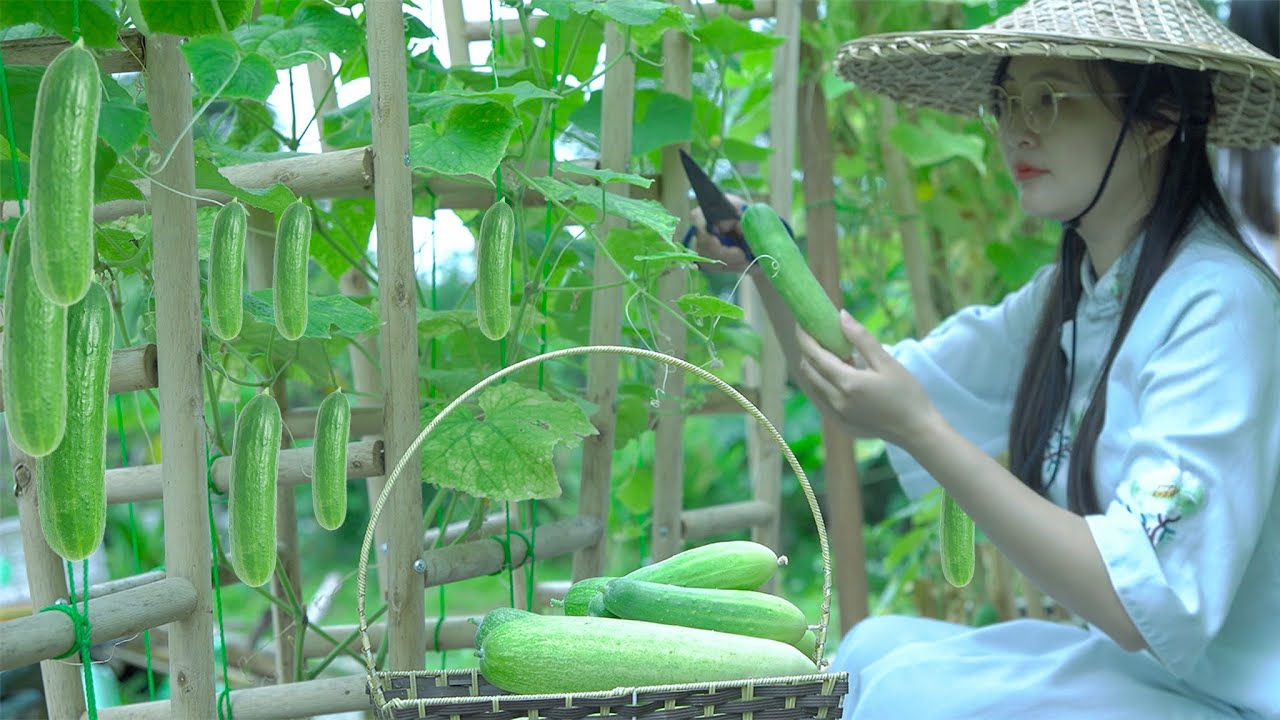 #6 Process Harvesting Cucumber & Goes to market sell, Cucumber prank ...