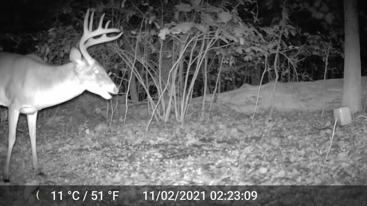 Nice looking 8 pointer - YouTube