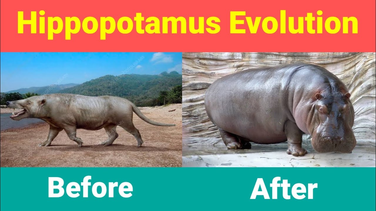 Hippopotamus Evolution🦛 - YouTube