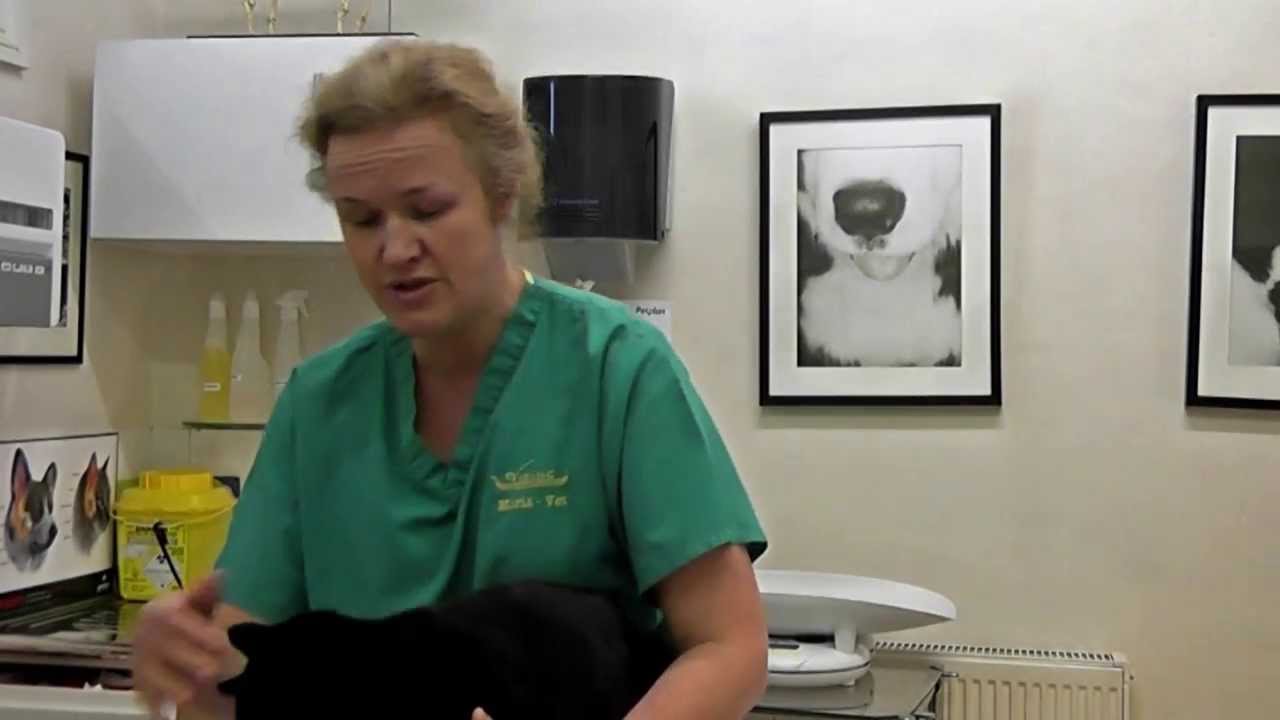 How To Tablet Cats - Viking Vets - YouTube