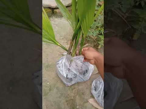 Assam food forecast narsary nifray noao gaynw fangnwisw fruits ni fuli,