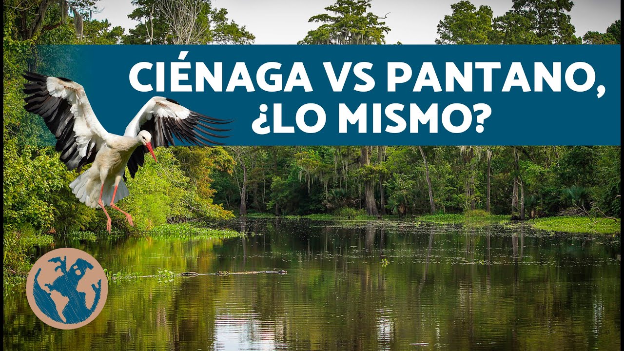 ¿Qué ES una CIÉNAGA? 🏞️ (Características Principales y Qué Tipos ...