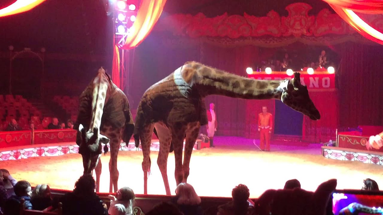 Giraffes Show - Medrano Circus. - YouTube