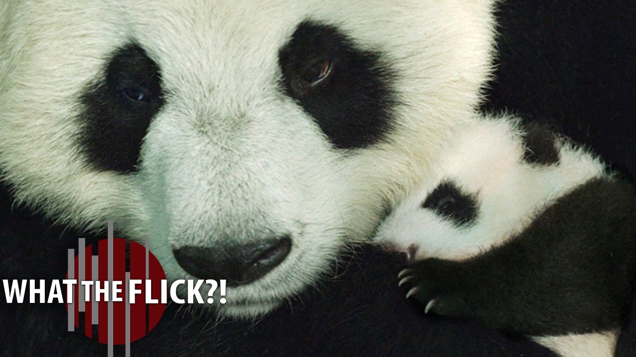 Disneynature Born In China - Official Documentary Review - YouTube