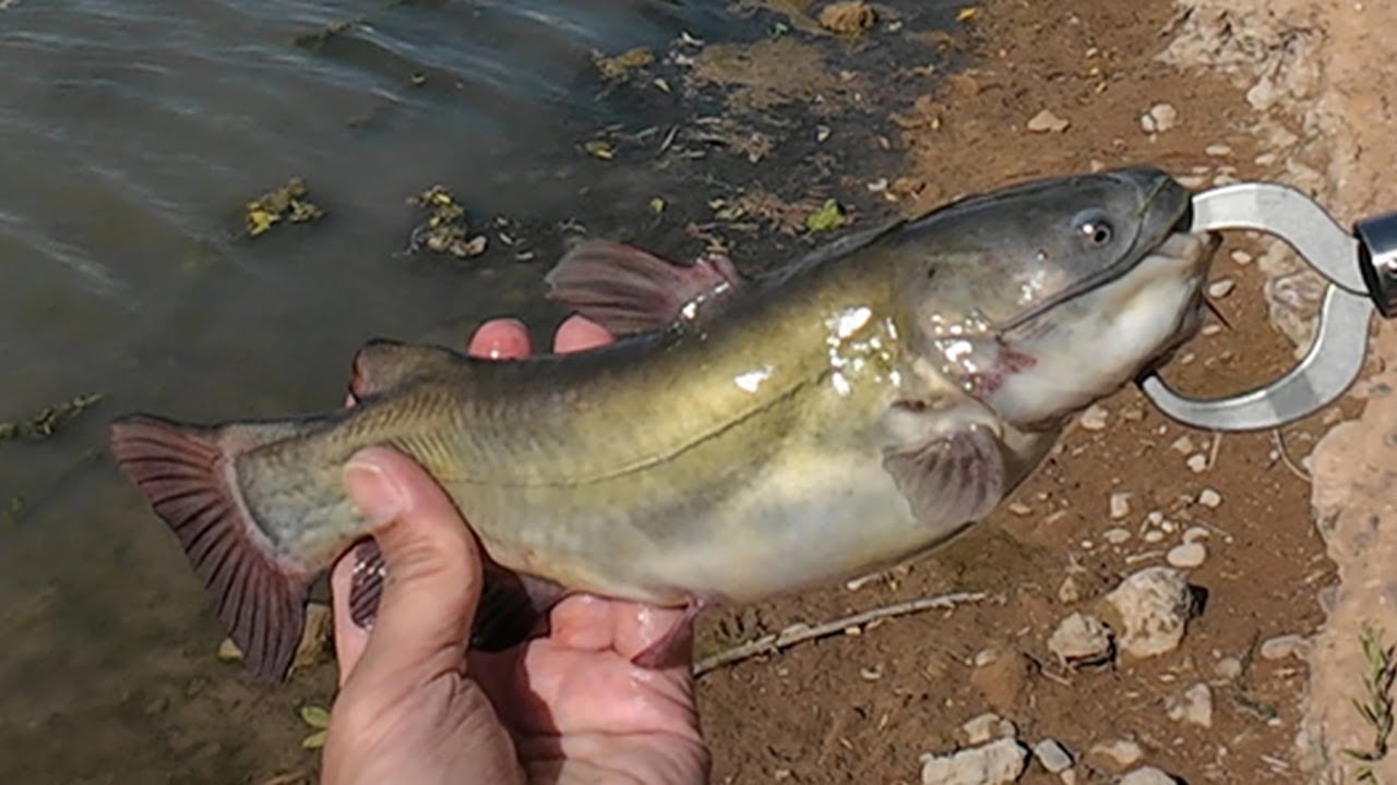 Caught My First Bullhead Catfish at Springs Pond | Caught Using ...