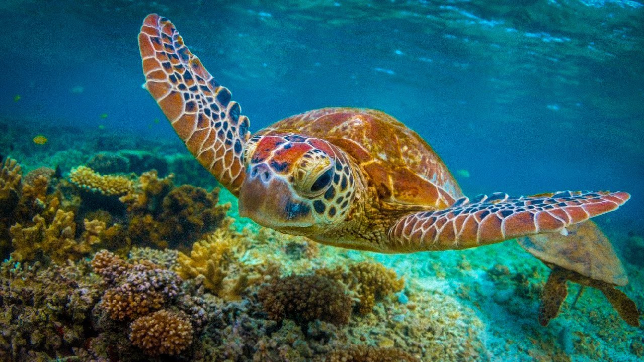 Underwater footage + Music | Nature Relaxation Rare & Colorful Sea Life ...