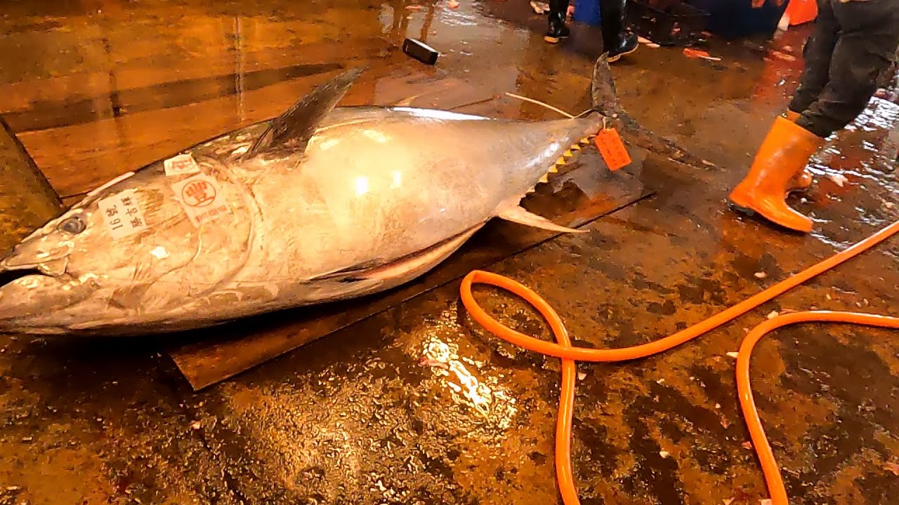 More than 500 kilograms of bluefin tuna were easily cut up - YouTube